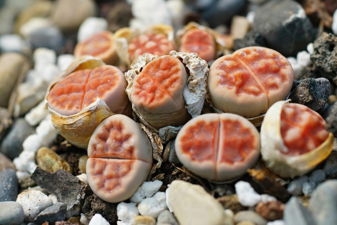 Bunga Batu Mawar dari Gurun - Majalah Mata Air